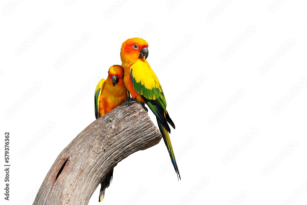 Colorful Sun conure parrots isolated on transparent background png file ...