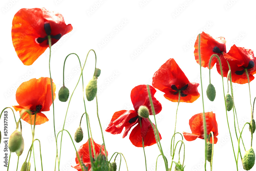 Red poppies flowers bouquet in PNG isolated on transparent background ...