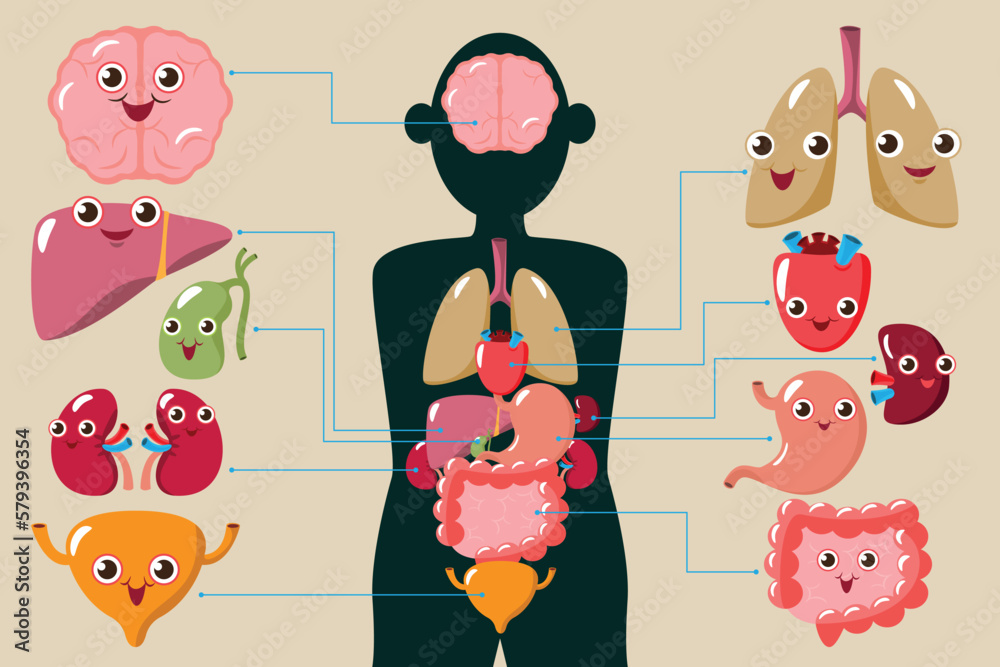 cartoon vector, illustration flat character happy internal organs in ...