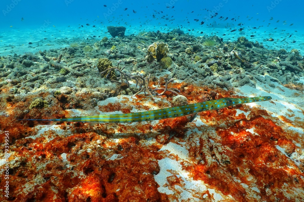 Cornetfish (Fistulariidae) on the reef. Coral reef with fish and blue ...