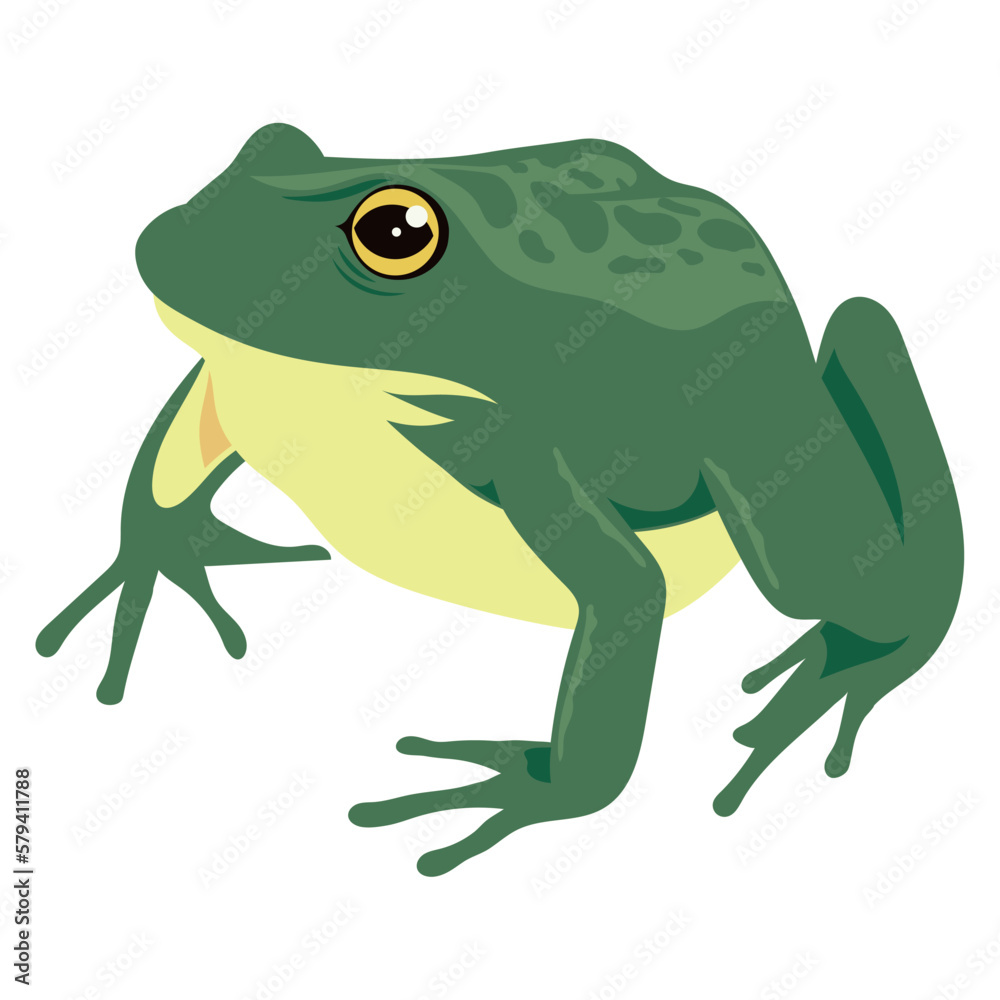 green bull frog amphibian Stock Vector | Adobe Stock