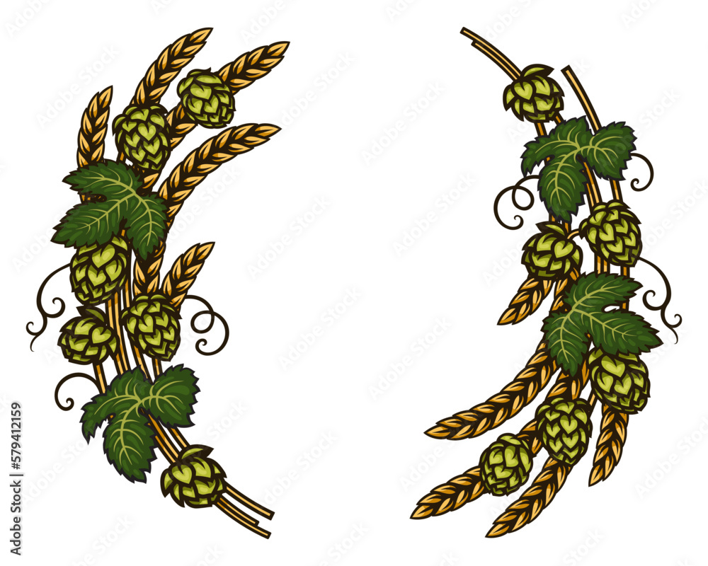 Beer hops branches with wheat barley ears, leaves and hop cones. Vector ...
