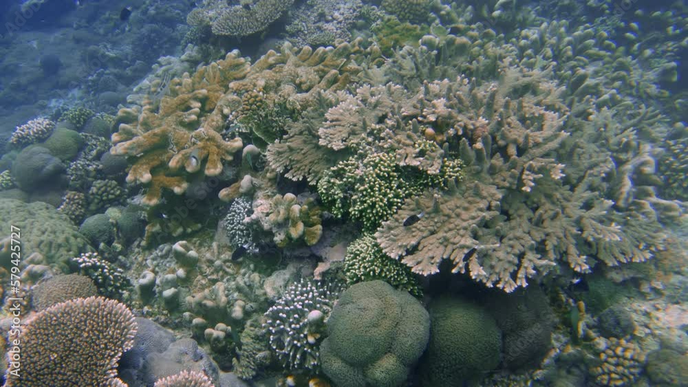 Beautiful underwater world tropical coral reef at the bottom of ocean ...