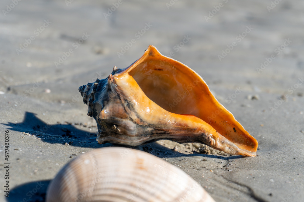 Knobbed whelk shell on Cumberland Island National Seashore. Cumberland ...