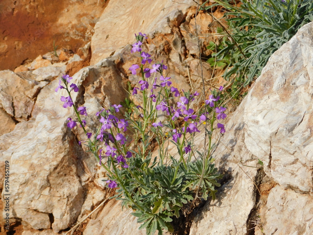 Matthiola Sinuata