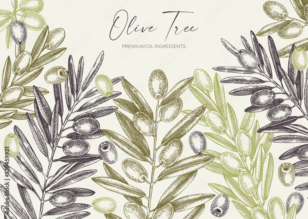 Sketched olive tree branches banner design. Hand drawn fruit and leaves ...