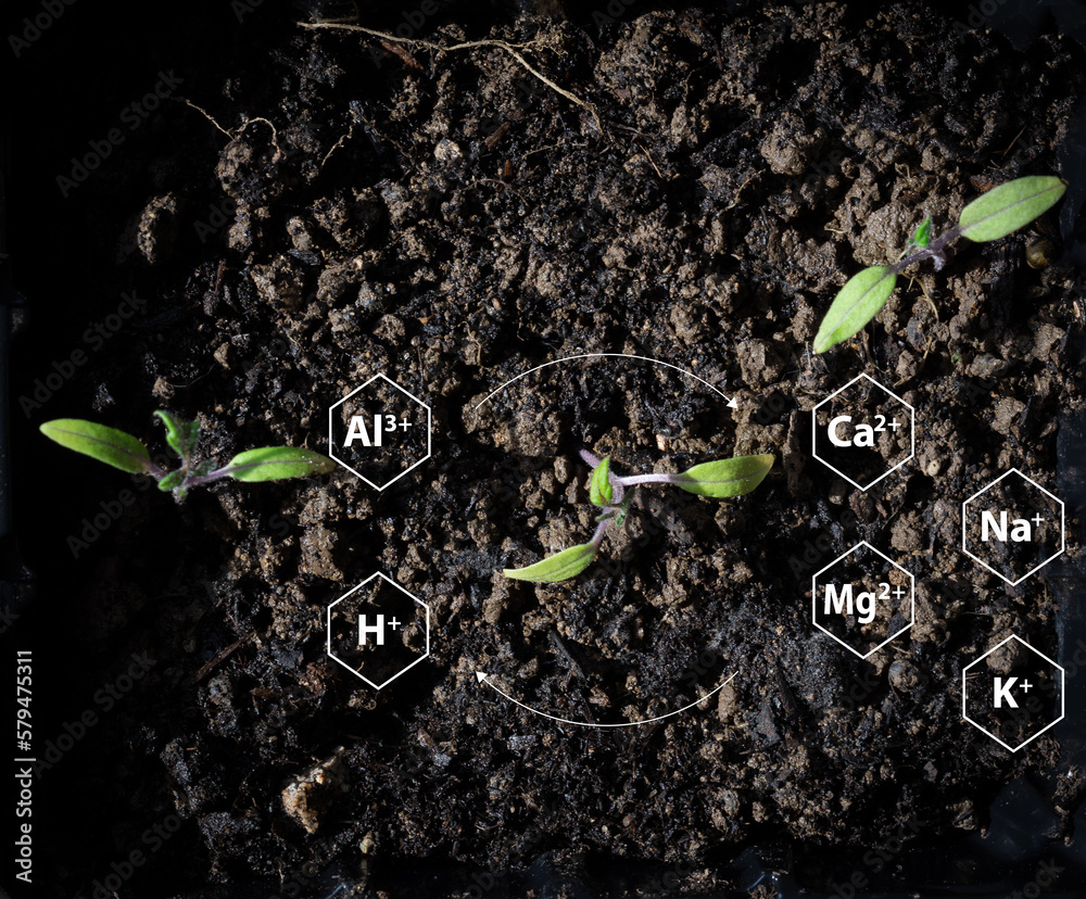 Graphical representation of cations and anions exchange in the soil ...