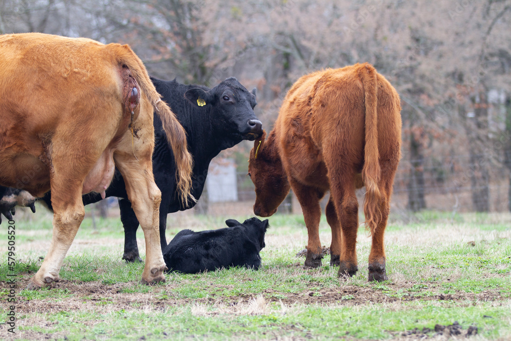 Cow giving birth, beginning stages. Other cows gather around the black ...
