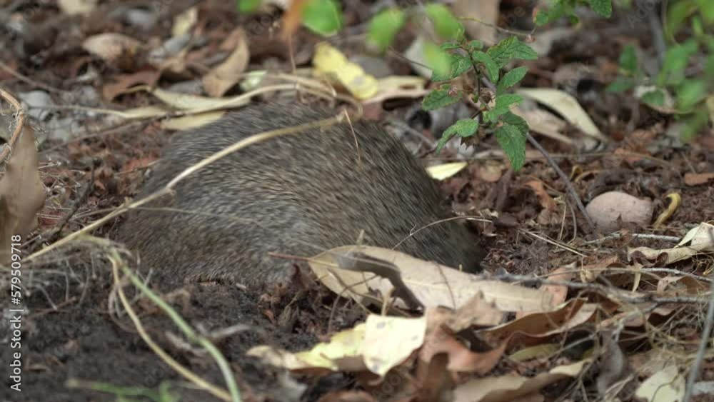 Southern brown bandicoot - Isoodon obesulus is short-nosed marsupial ...