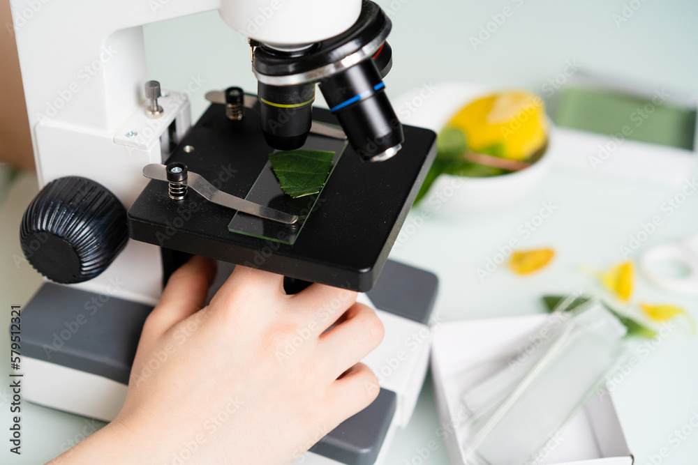 microscope and hands close-up, biology study, plant leaf enlarged under ...