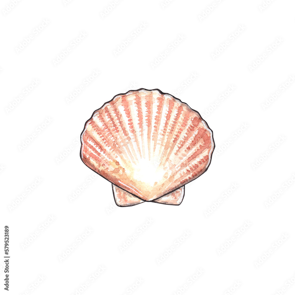 Shell isolated on white background. Pink seashell. Watercolor hand ...