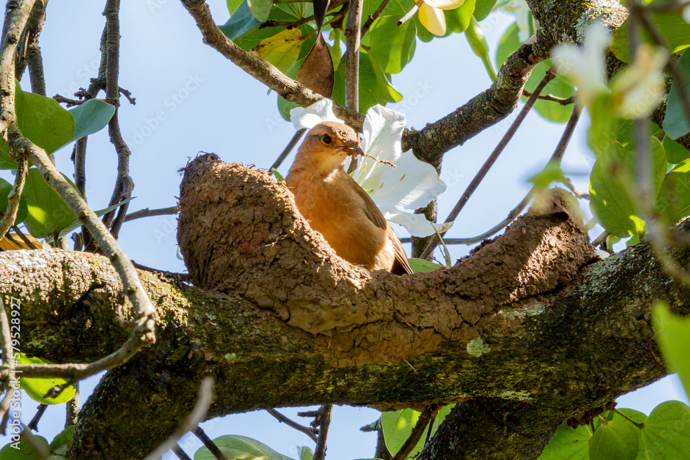 Rufous Hornero building her nest. Species Furnarius rufus also know ...