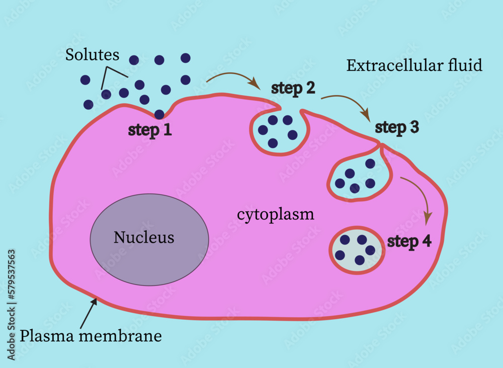 Vetor do Stock: Pinocytosis definition in biology is the process of ...