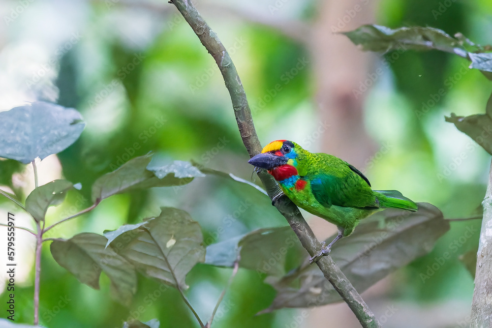 A large emerald-green barbet with a heavy dark bill known as the Red ...