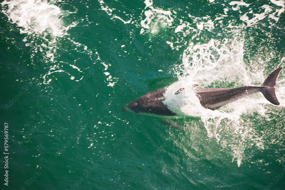 Humpback whale jumping on the water. The whale is spraying water and ...