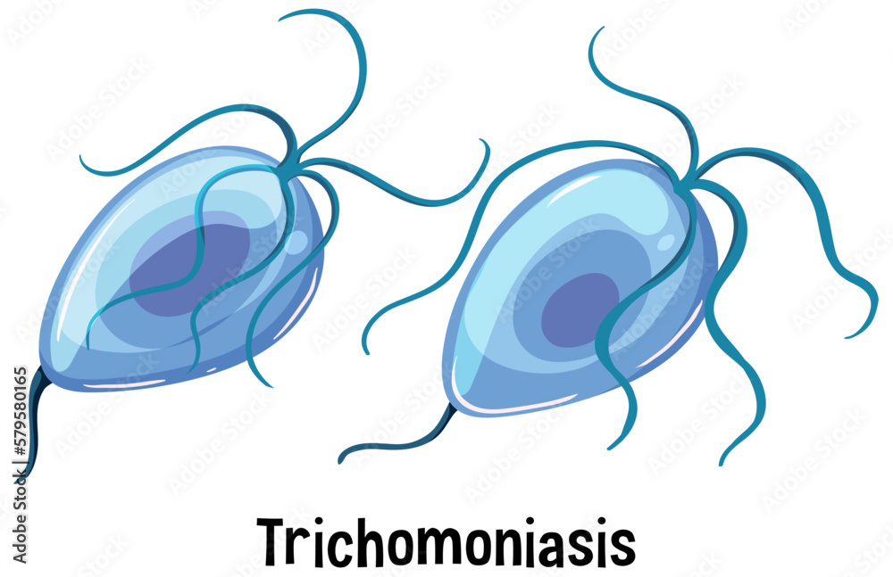 Trichomonas vaginalis with text Stock Vector | Adobe Stock