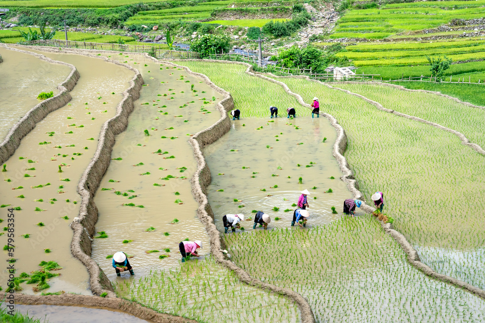 upland farmers, plowing terraced fields, rice cultivation season at Mu ...