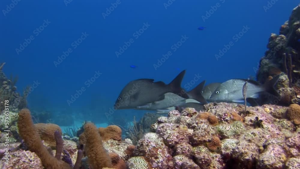 Video „Coral reefs are magnificent sight to see underwater. Coral reefs ...