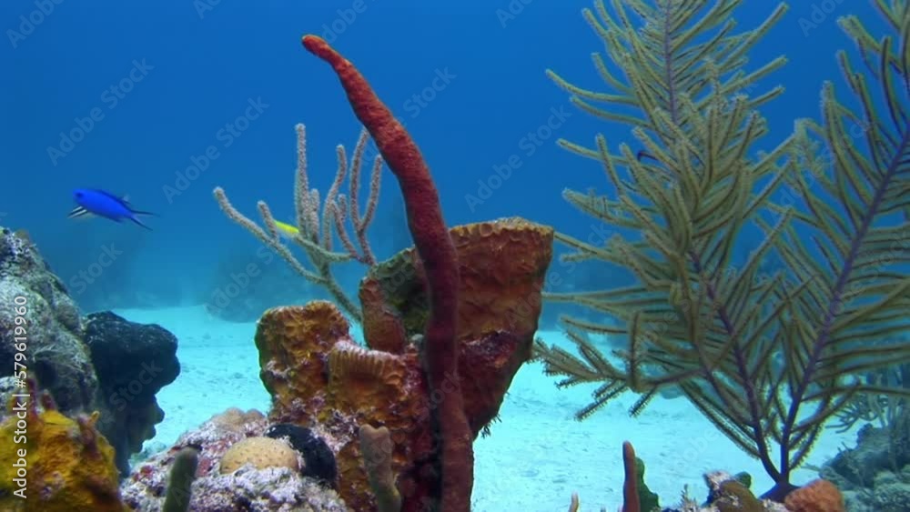 Corals and reefs underwater are natural wonder of ocean. In addition to ...