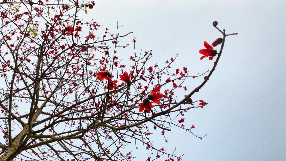 Marvel at the natural beauty of a blooming Shimul tree in this stunning ...