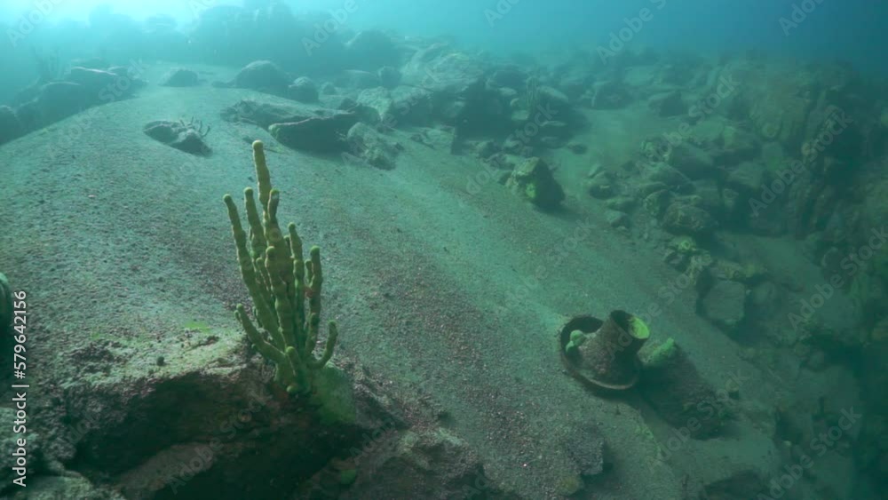 Macro shot of underwater bottom of Lake Baikal with growth and many ...