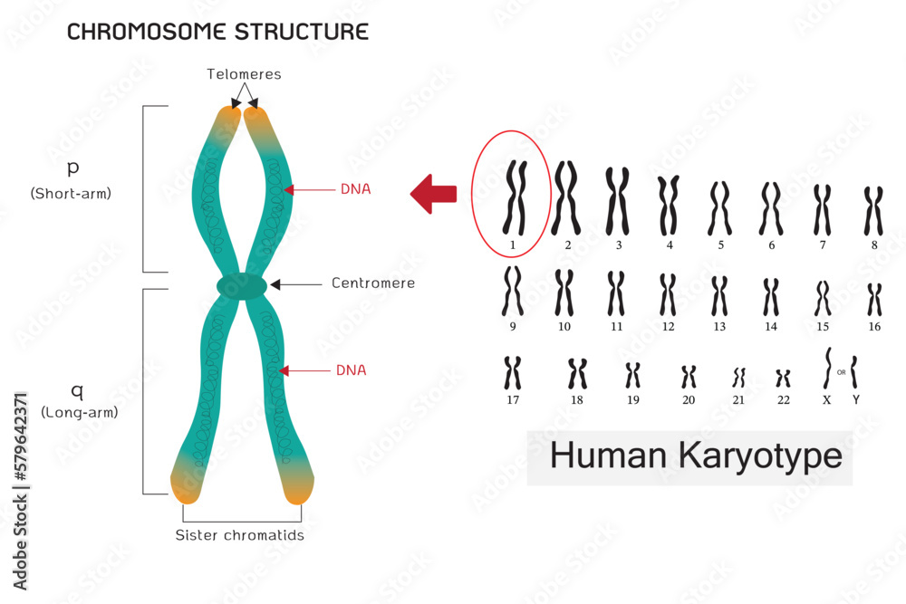 Human karyotype and chromosome structure with the illustration. Stock ...