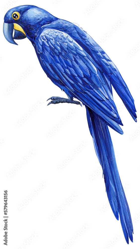 Watercolor tropical colored bird. Blue parrot, macaw. White isolated ...