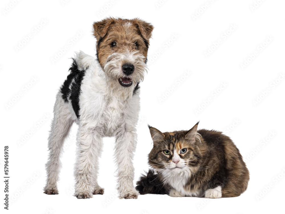 Adult Maine Coon cat and Fox Terrier dog laying / standing beside each ...