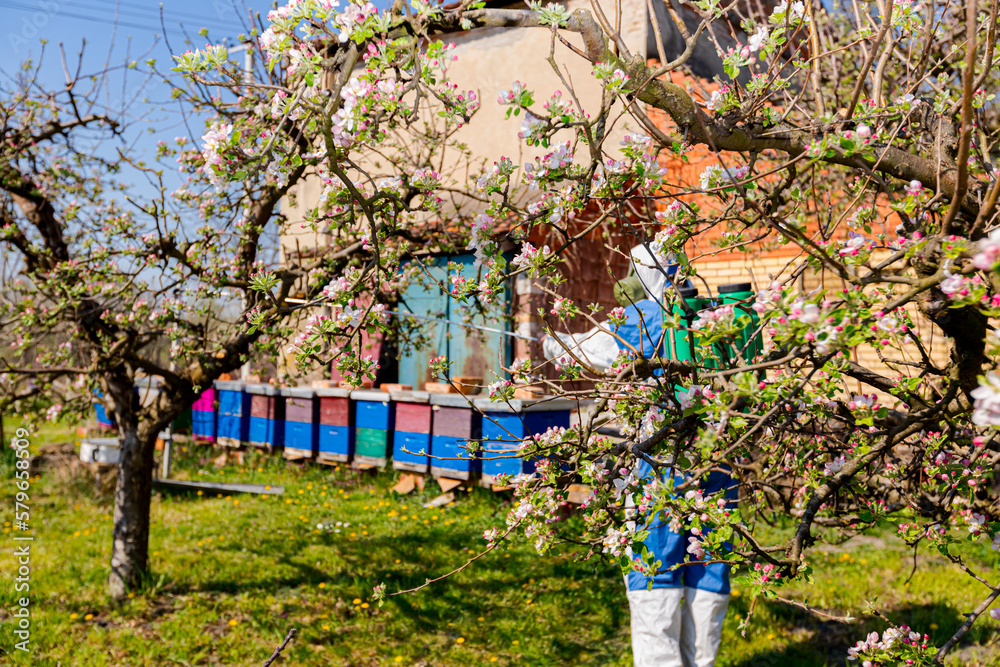 Twigs of fruit bloom tree with fresh buds at orchard, in background ...