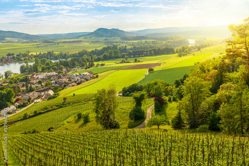 Stein am Rhein Vineyards, by Bodensee lake. Terraced vineyards on Rhine ...