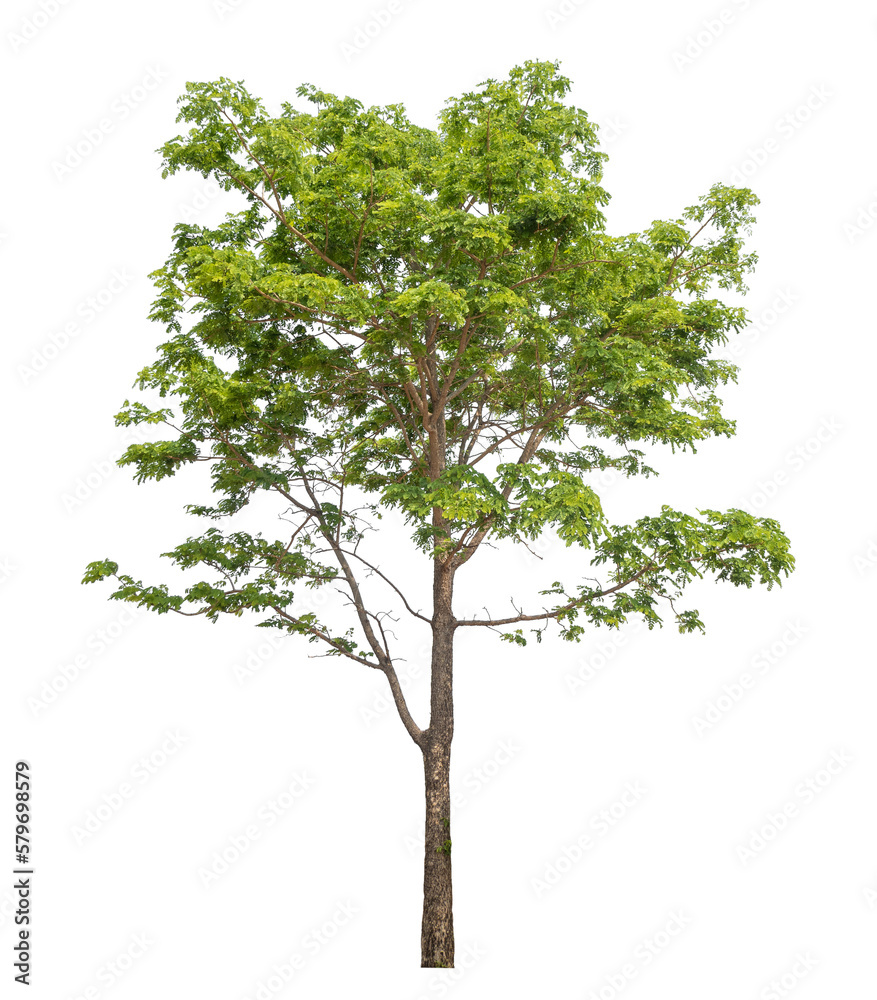 Green tree isolated on transparent background with clipping path ...