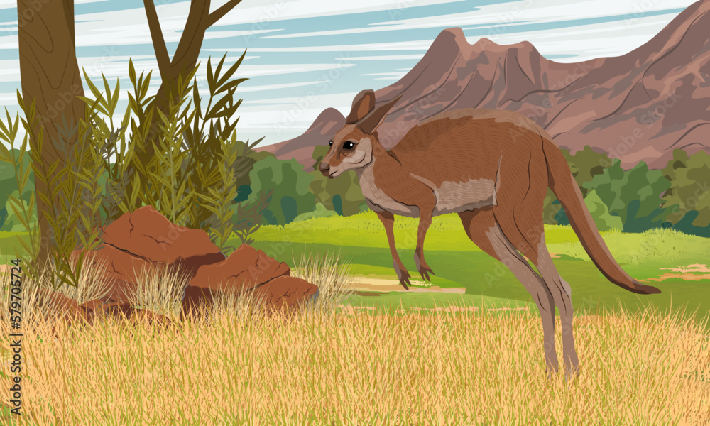Australian big red kangaroo jumping on dry grass at the foot of a ...