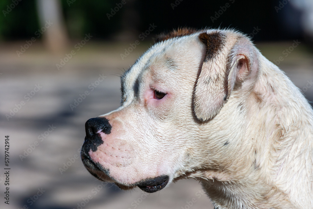 perro de raza boxer o pitbull con la cara blanca y el morro negro ...