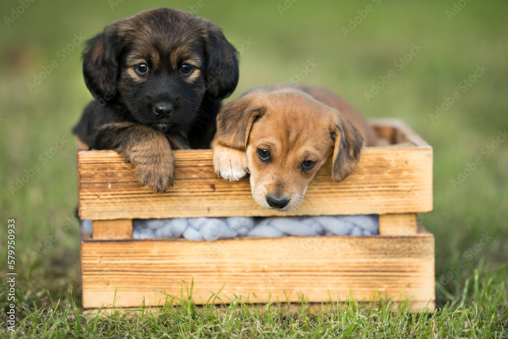 Cute little two dogs in a wooden crate on the grass Stock Photo | Adobe ...
