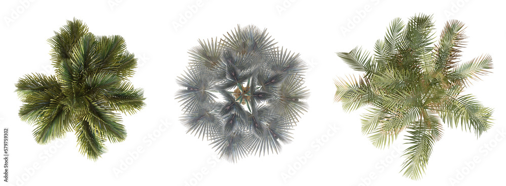 Set of 3D Palm plan on white background, Use for visualization in ...