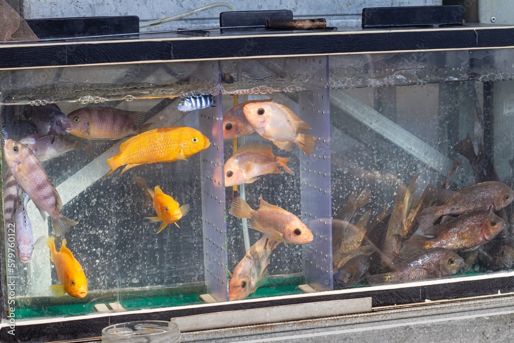 young Malawi mbuna cichlid faded color, fish survive poor conditions ...