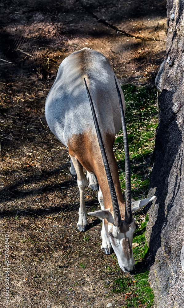 Arabian oryx at the rock. Also known as wnite oryx. Latin name - Oryx ...