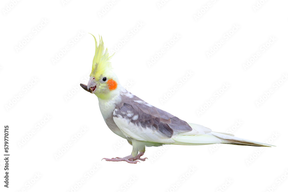 Beautiful Cockatiel isolated on transparent background png file Stock ...