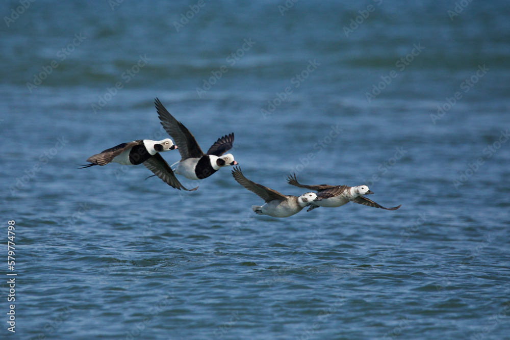 Long-tailed Ducks in flight - these Arctic sea ducks winter along the ...