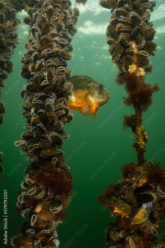 male lumpsucker fish with shellfish mussel farm in breeding mating ...