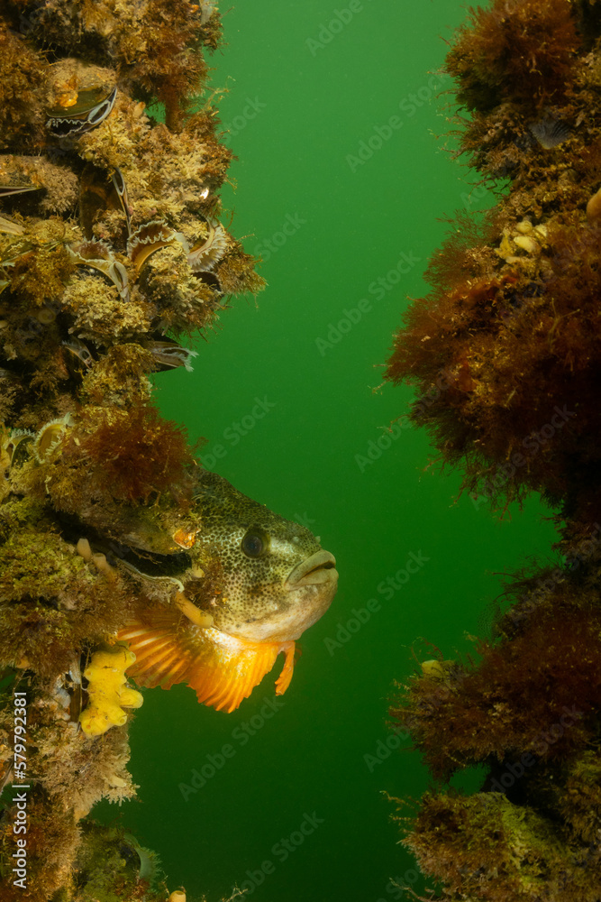 male lumpsucker fish with shellfish mussel farm in breeding mating ...