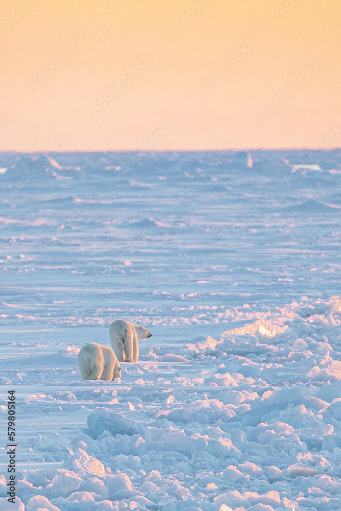 Facing Extinction Stock Photo | Adobe Stock