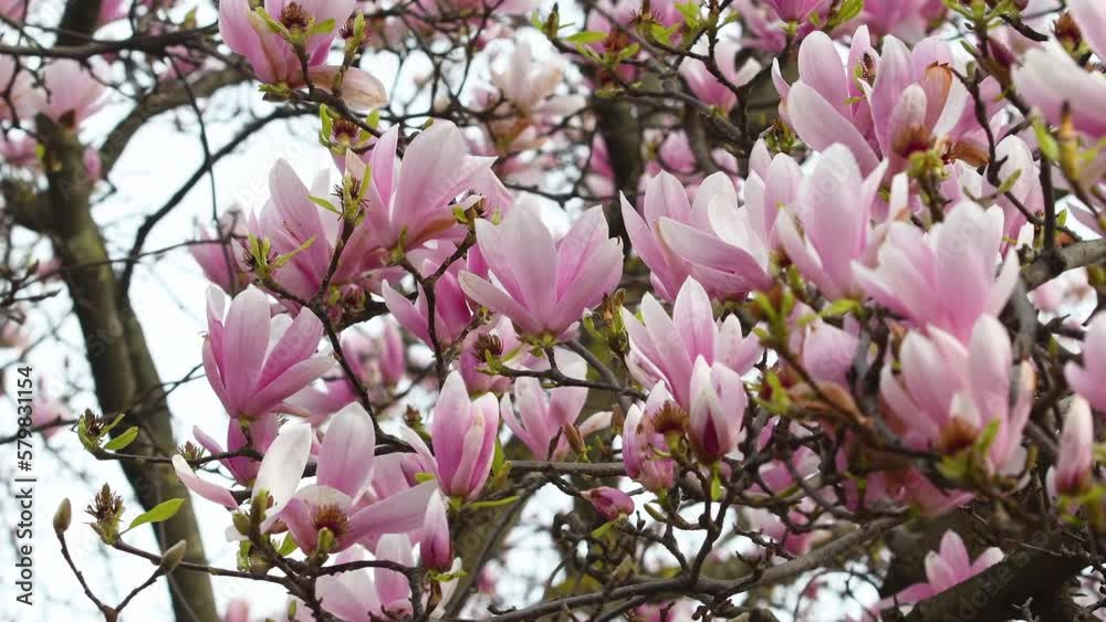 Magnolia in bloom. Light breeze moves beautiful pink magnolia flowers ...