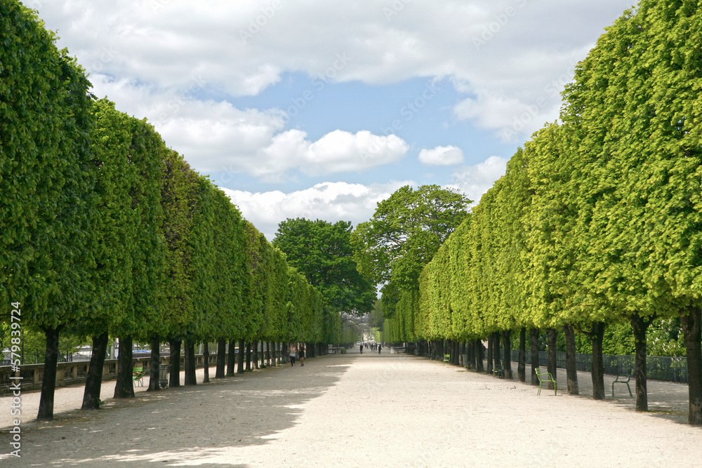 Paris (France) garden/park alley with two rows of green trees, a gravel ...