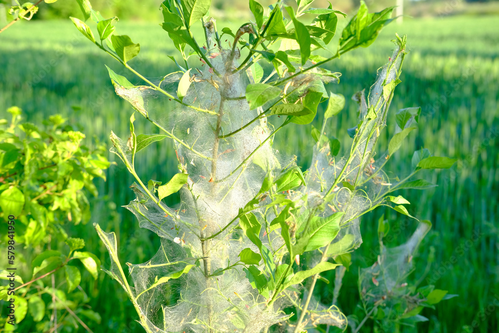spider web moth on young plants, bushes trees, trunks continuous cobweb ...