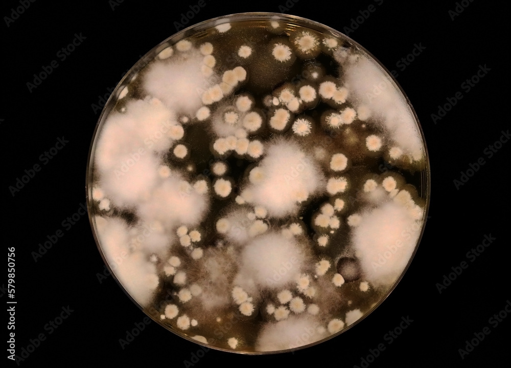 Microbiology. Petri dish with a culture of different fungi isolated ...