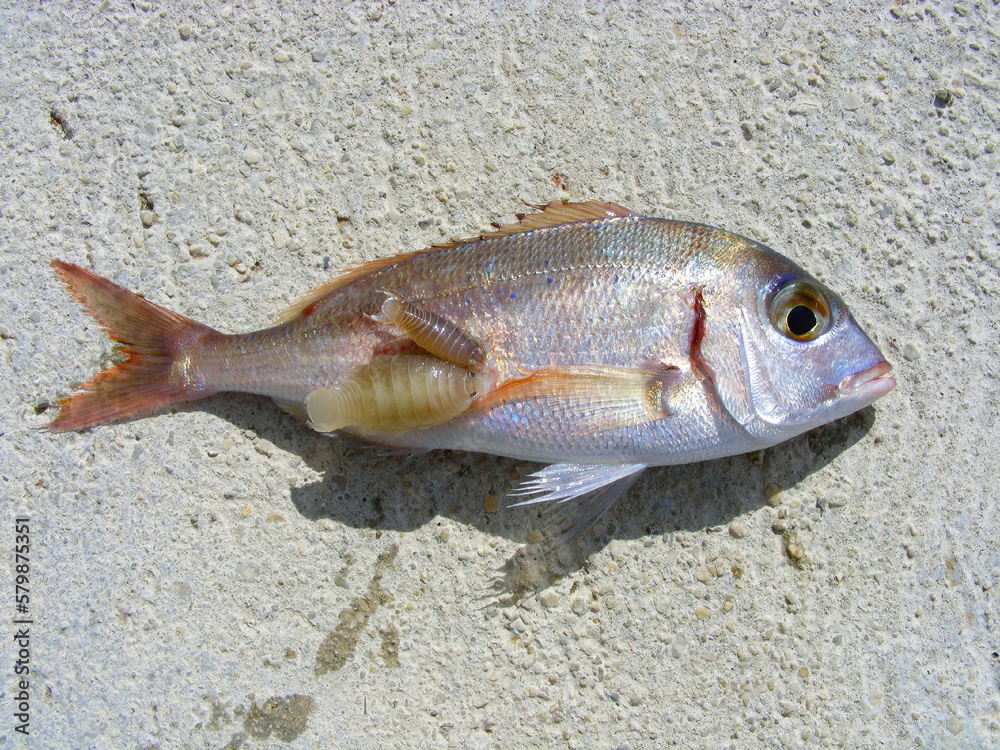 The common pandora (Pagellus erythrinus) a fish of the sea bream family ...