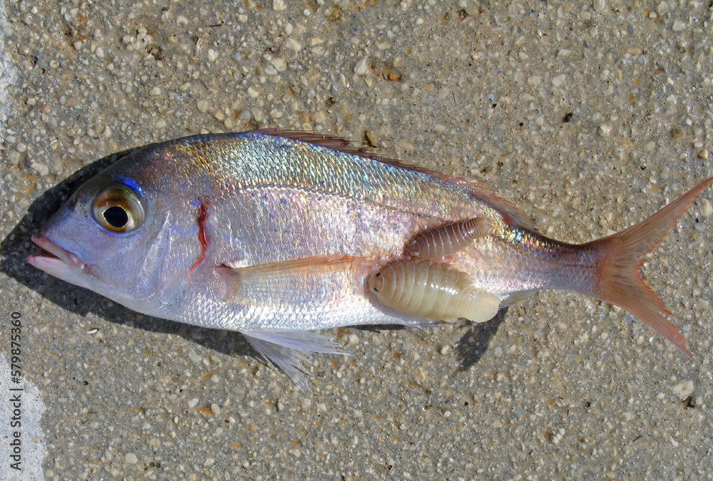 The common pandora (Pagellus erythrinus) a fish of the sea bream family ...