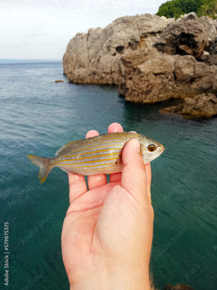 Foto de Sarpa salpa, known commonly as the dreamfish, salema, salema ...