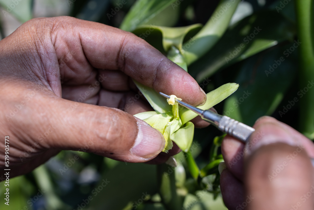farmers and gardeners pollination vanilla flower by hand to produce new ...